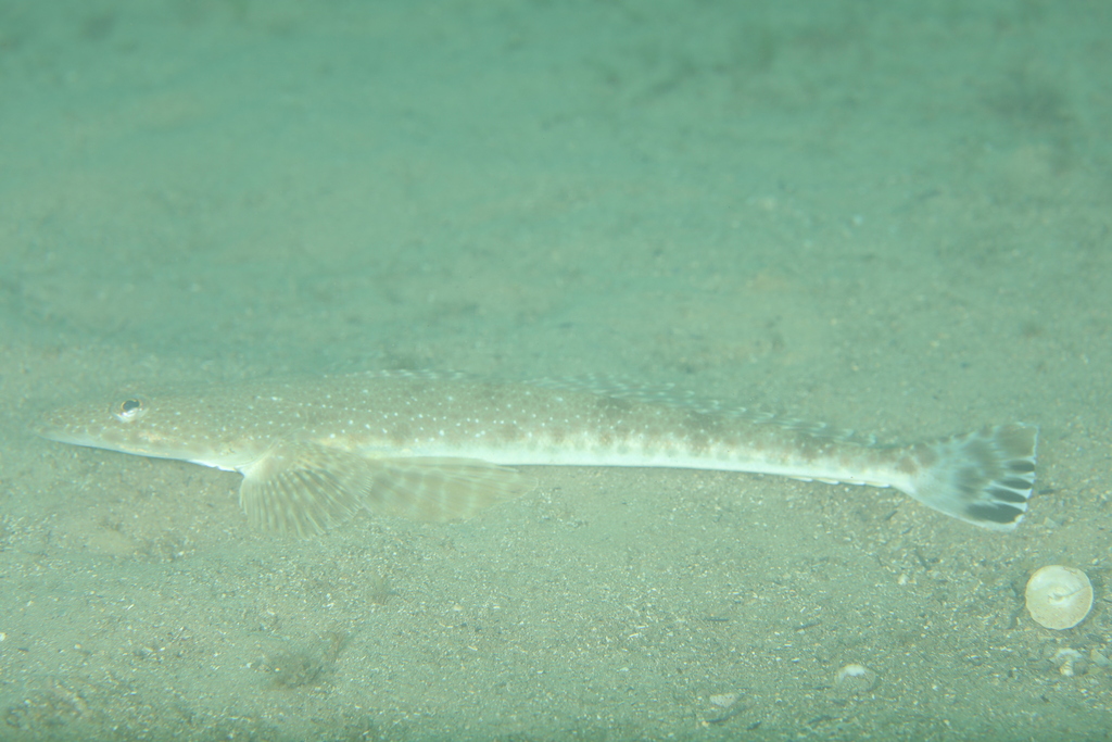 Bluespotted Flathead from Northern Beaches Council, NSW, Australia on ...