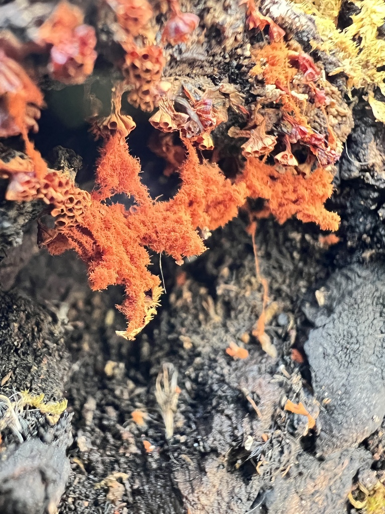 Wasp's Nest Slime Mold from Mer Bleue, Ottawa, ON, CA on March 31, 2024 ...