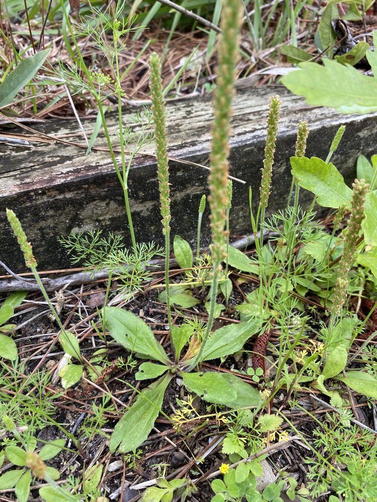 dwarf plantain from Wakulla County, FL, USA on March 27, 2024 at 01:51 ...