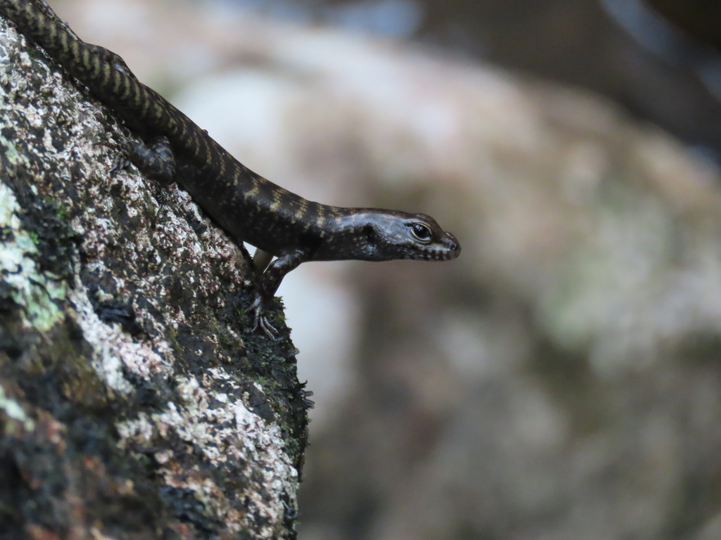Lemon-barred Forest Skink from Finch Hatton QLD 4756, Australia on ...