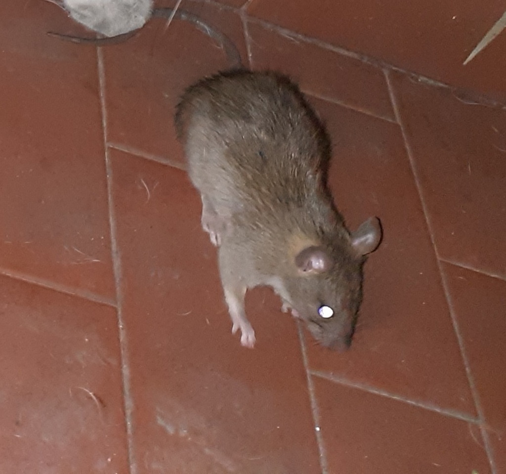 Old World Rats from Ramos Mejía, Provincia de Buenos Aires, Argentina ...