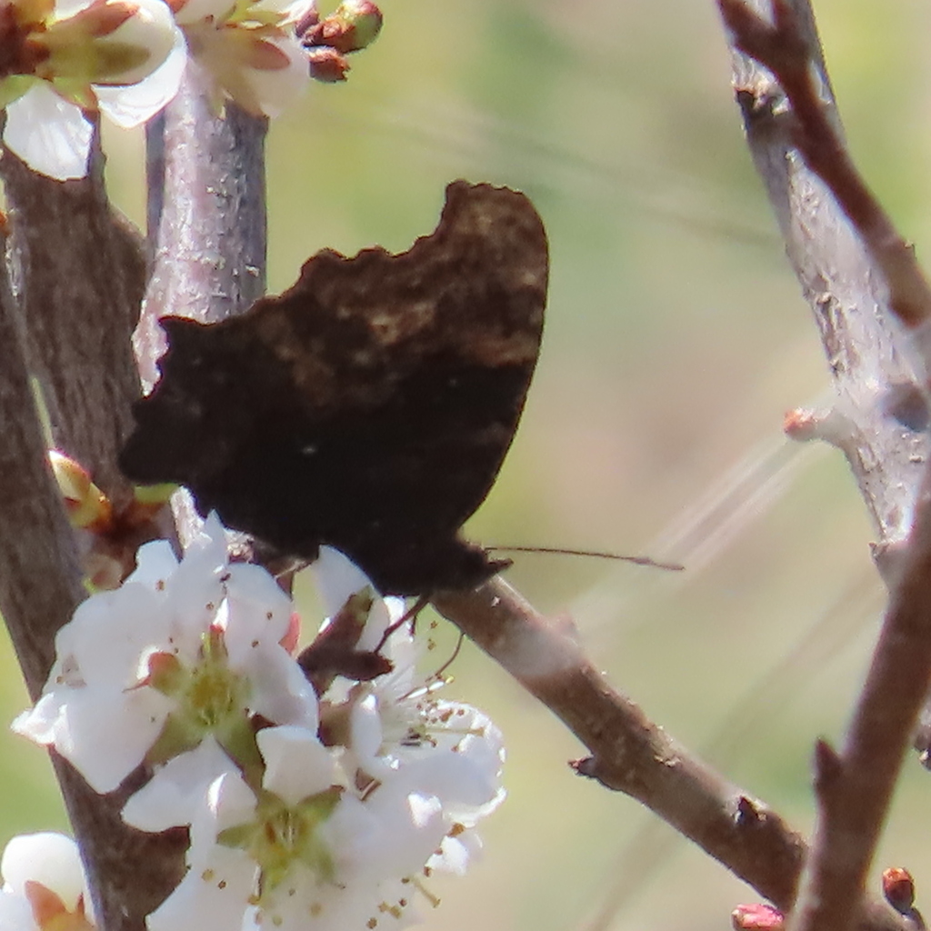 Blue Admiral from Gajo-myeon, Geochang-gun, Gyeongsangnam-do, South ...