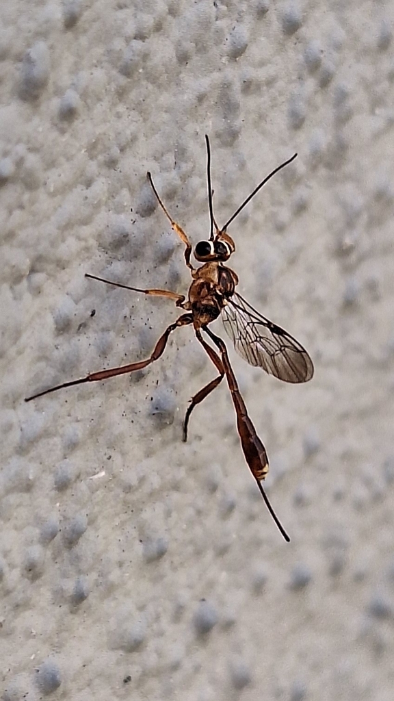 Anomalon from Kleinmond, 7195, South Africa on April 1, 2024 at 02:08 ...