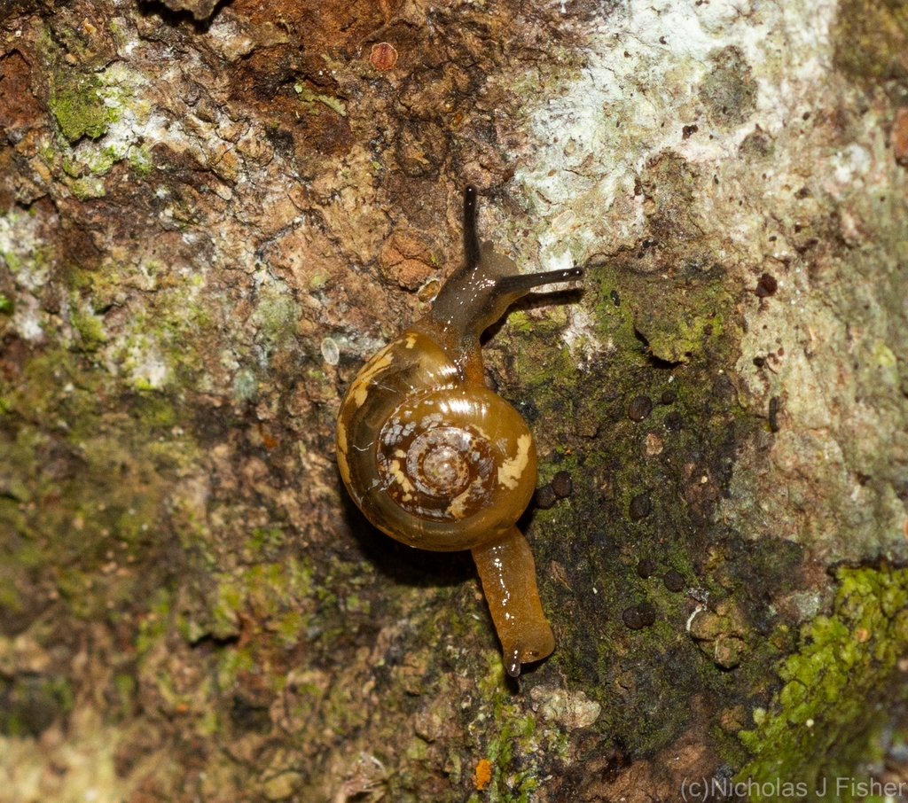 yellow silk glass-snail from Tamborine Mountain QLD 4272, Australia on ...
