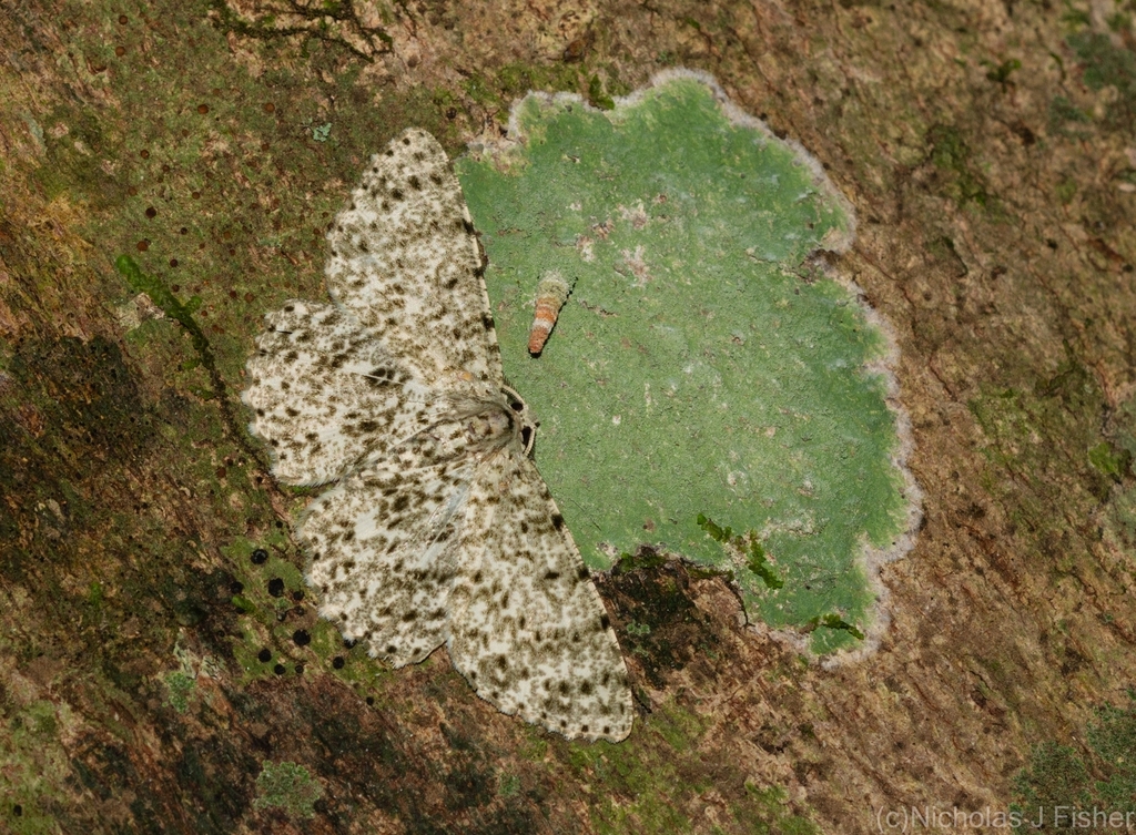 Catoria camelaria from Tamborine Mountain QLD 4272, Australia on March ...