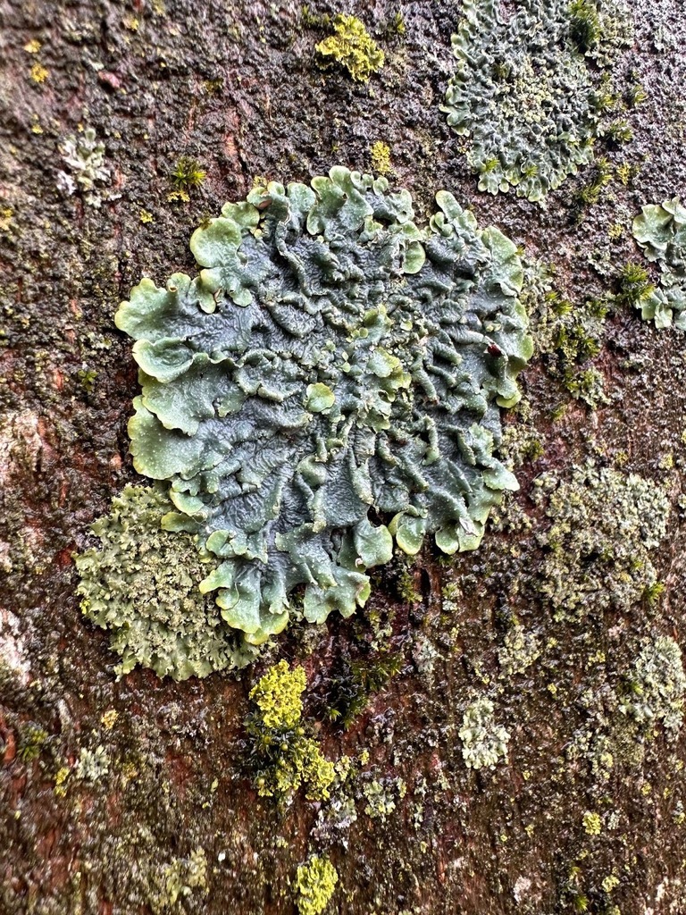 (Trebouxia gelatinosa) - Botanical Realm