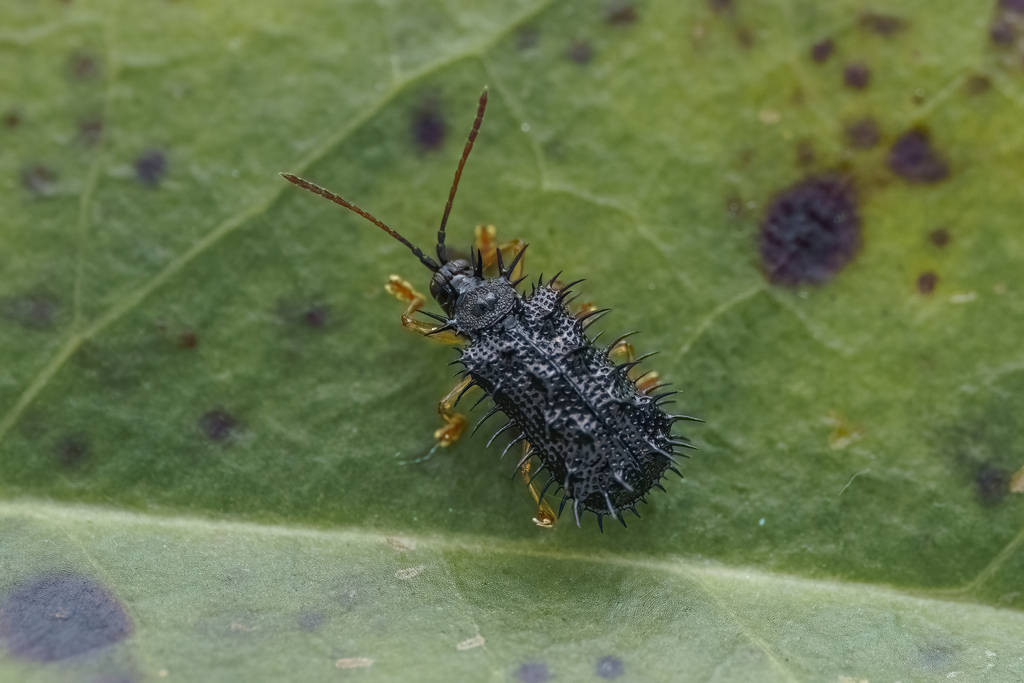 Dactylispa sauteri from 中国浙江省杭州市临安区大明山 邮政编码: 311323 on March 30, 2024 ...