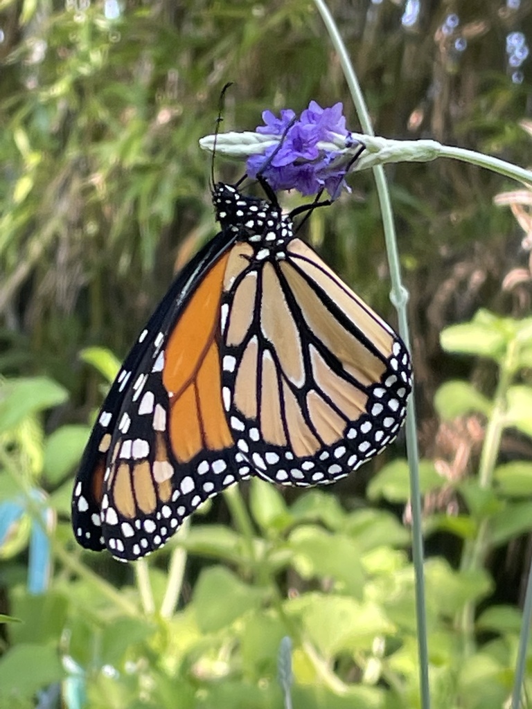 Monarch in May 2023 by jeenan · iNaturalist