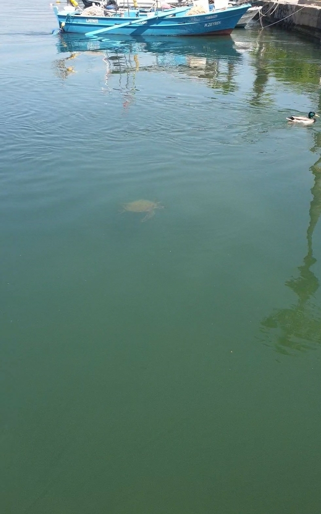 Green Sea Turtle in April 2024 by Jack Beau Devlin · iNaturalist