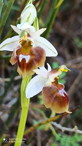 Subspecies Ophrys argolica atargatis · iNaturalist