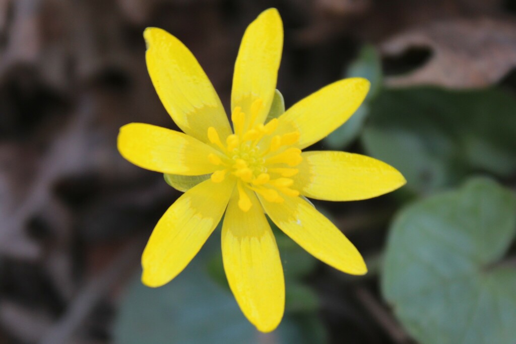 lesser celandine (Common Southern New York Plants/Trees) · iNaturalist