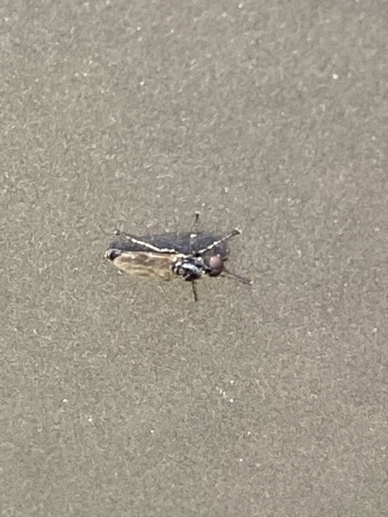 March Flies from Raven Bend Ct, Southlake, TX, US on April 1, 2024 at ...