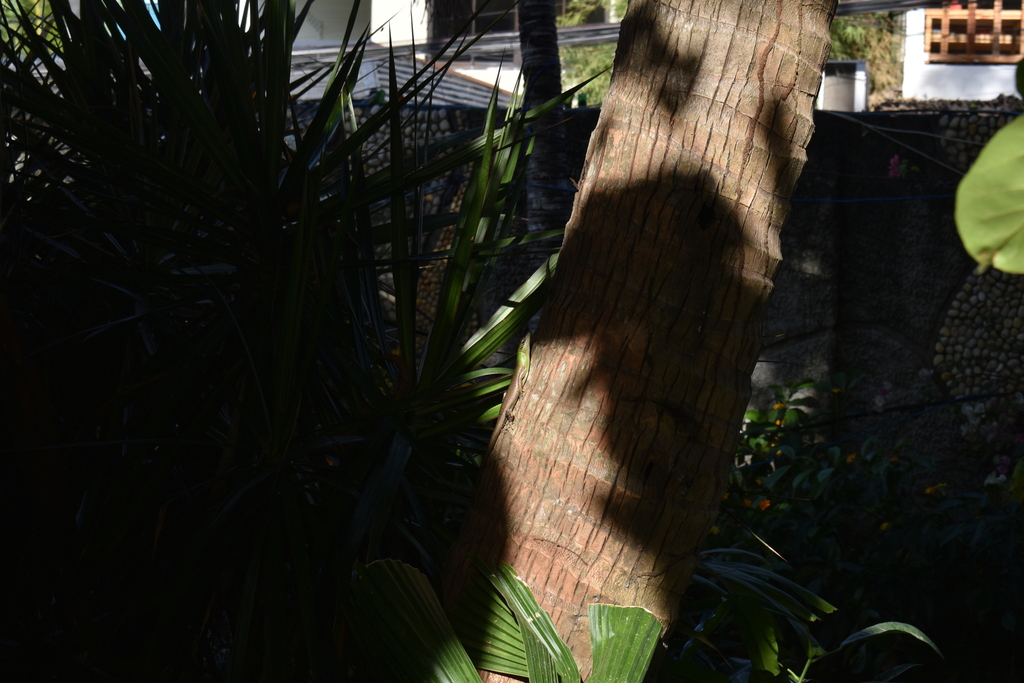 Philippine Tree Skink from Alona Beach Island, Panglao, Bohol ...