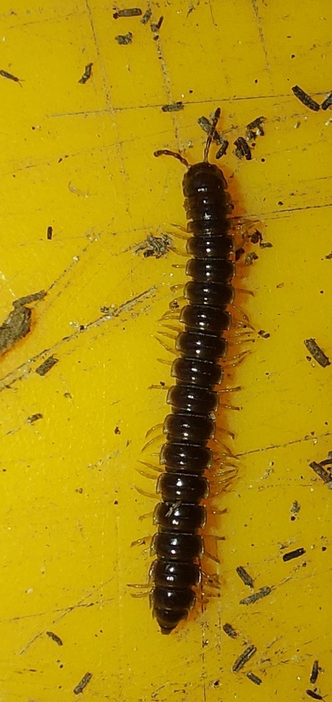 Greenhouse Millipede in March 2024 by Athena Philips · iNaturalist