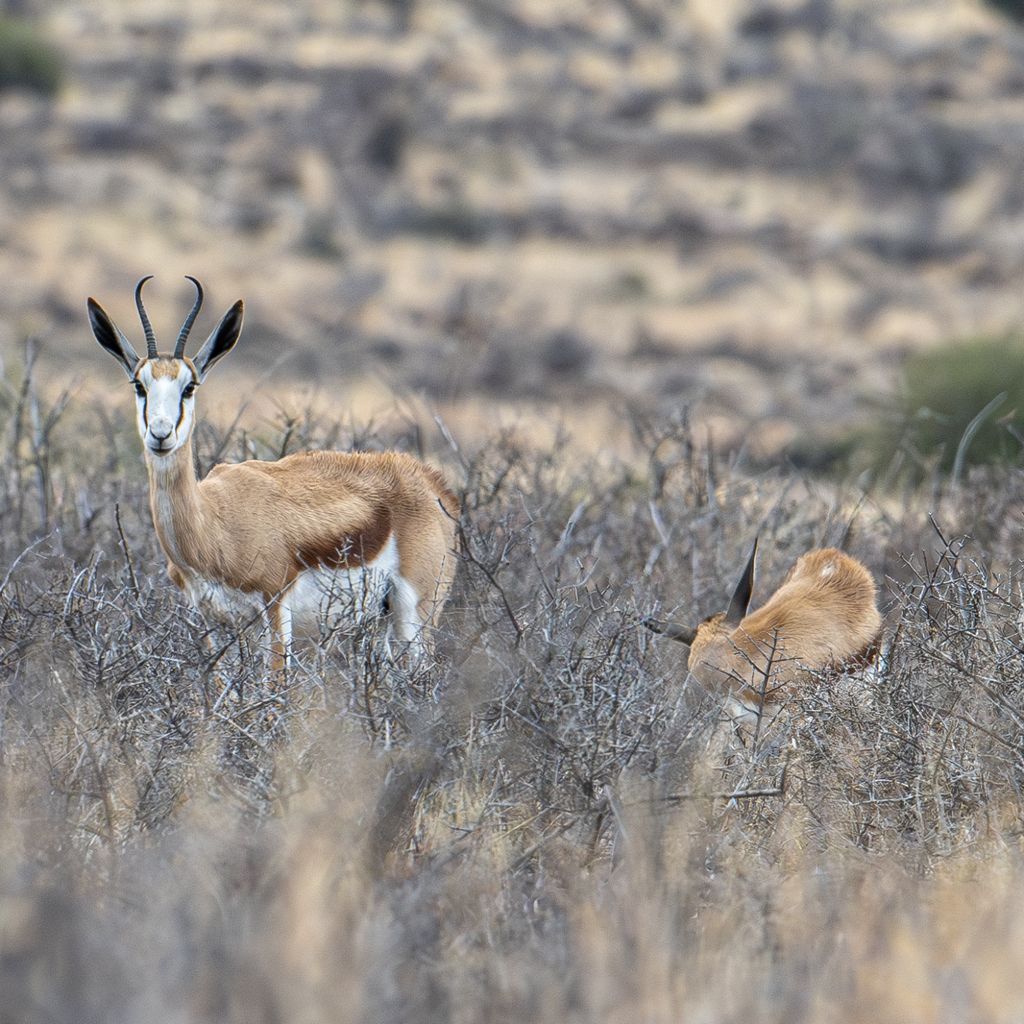 Springbok from Central Karoo District Municipality, South Africa on ...