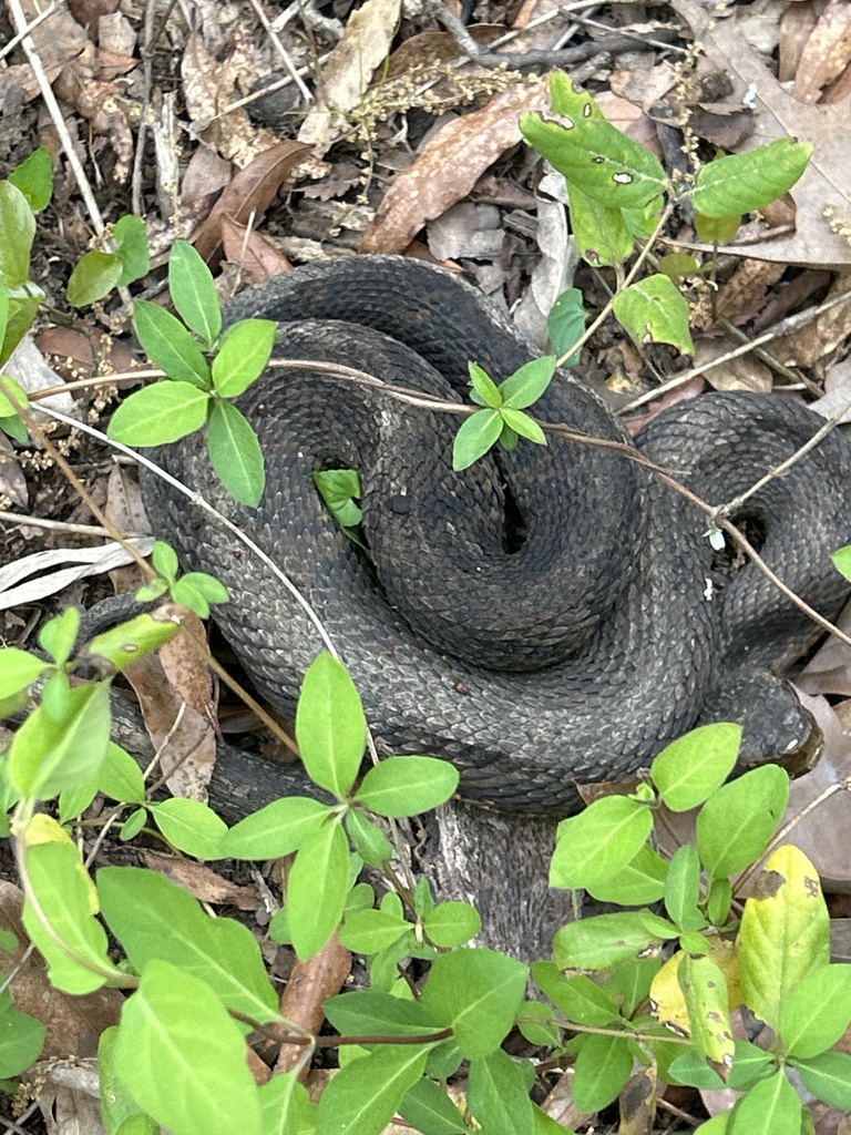 Northern Cottonmouth in April 2024 by kananbell. Ecosystem Type ...