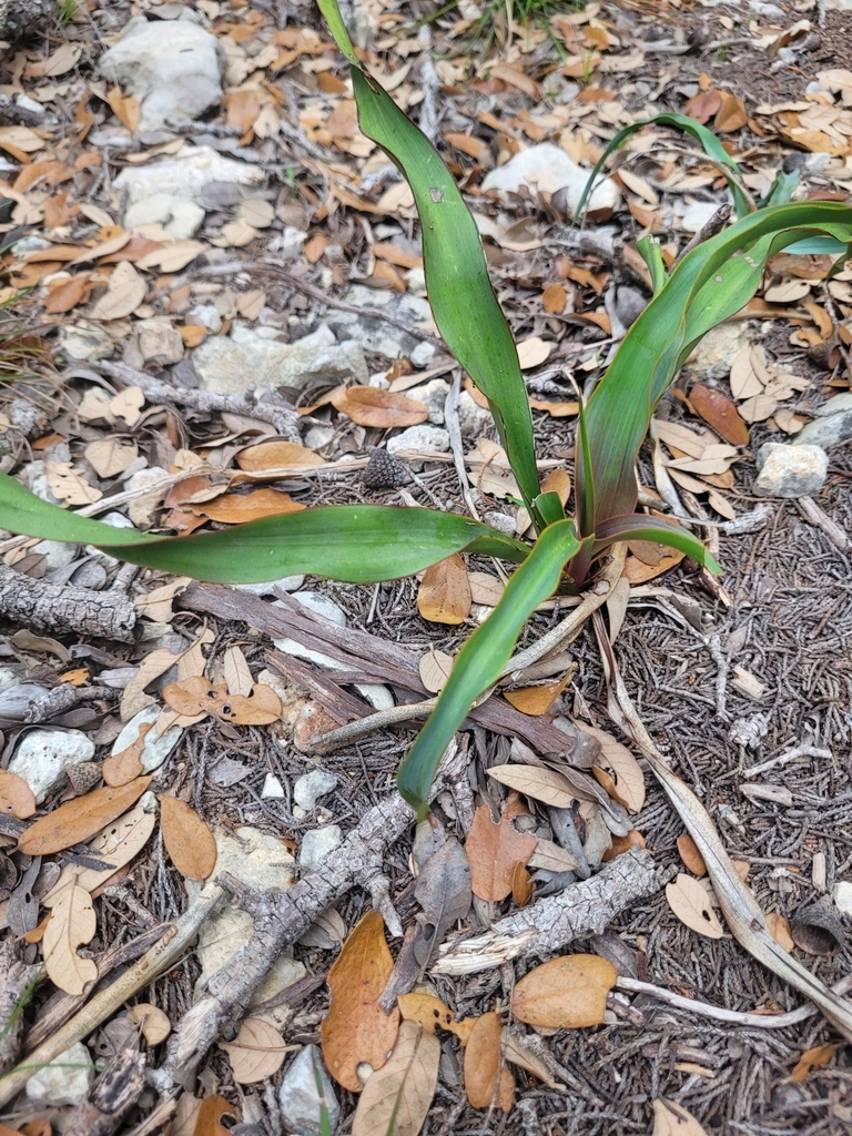 Twisted-leaf Yucca from Friends of Friedrich Wilderness, San Antonio ...