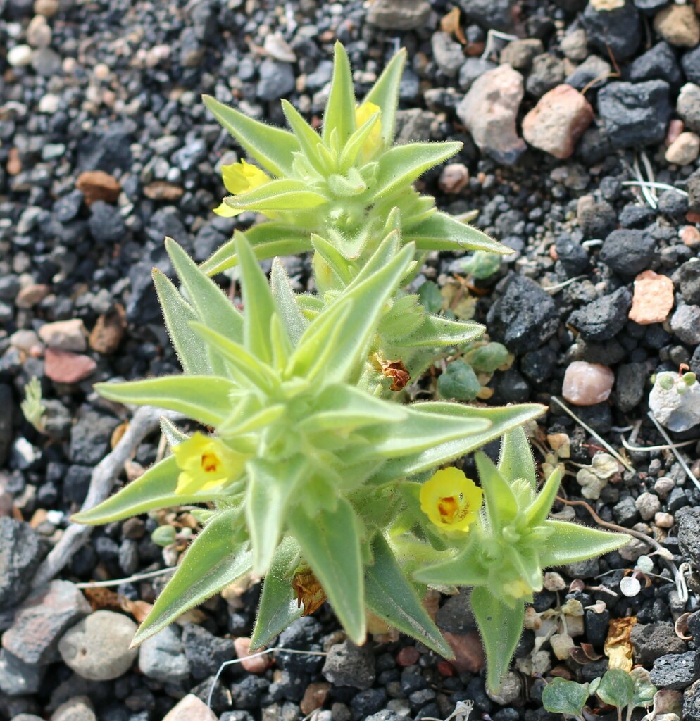 golden desert-snapdragon from Ubehebe Crater on March 31, 2024 at 09:08 ...