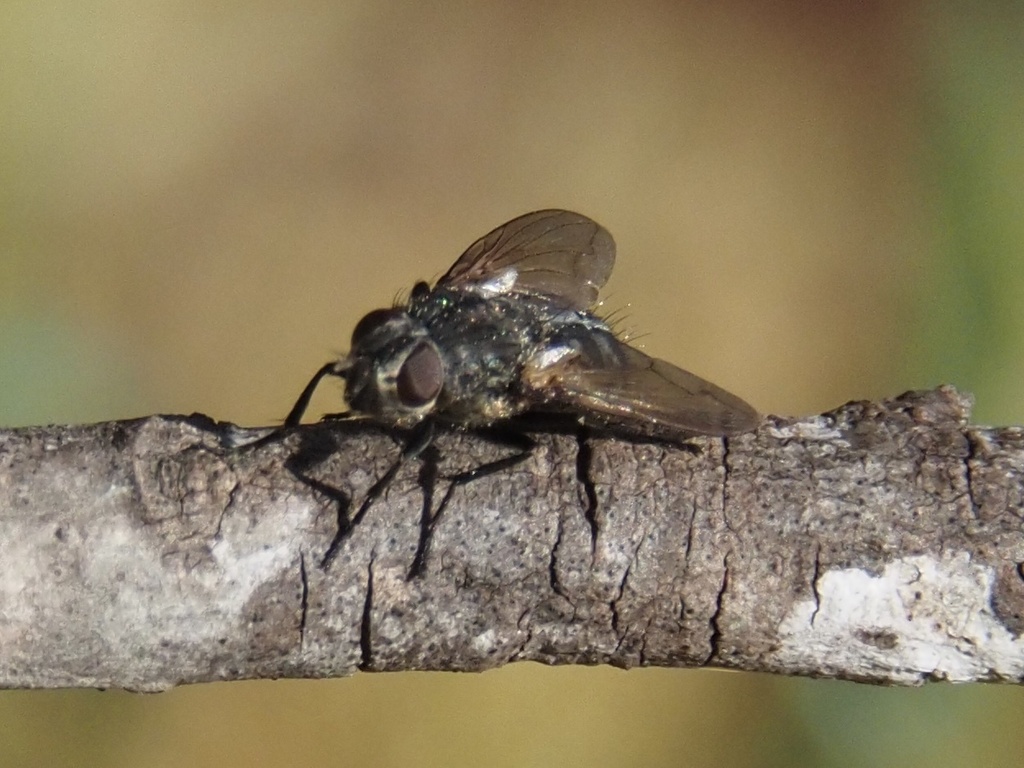 Bot Flies, Blow Flies, and Allies from Olympic National Park, Amanda ...