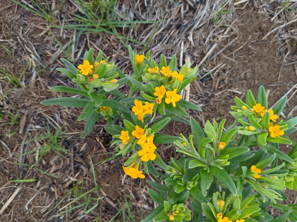 hoary puccoon from Olathe, KS, USA on April 1, 2024 at 11:17 AM by ...