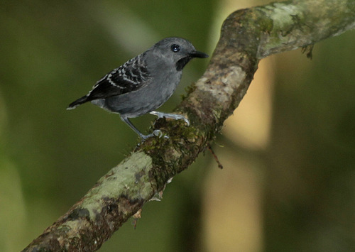 Xingu Scale-backed Antbird (Tapajos) (Subspecies Willisornis vidua ...
