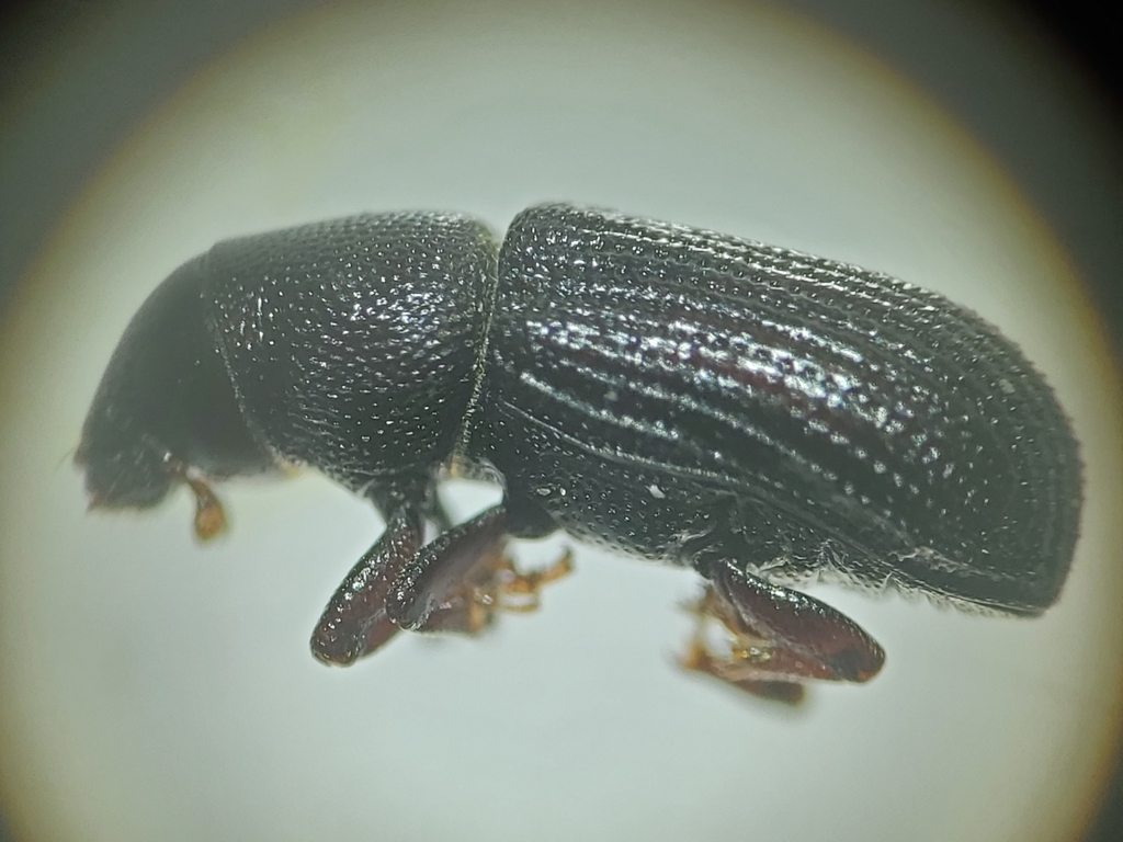 Stenoscelis brevis from Charleston, Staten Island, NY 10309, USA on ...