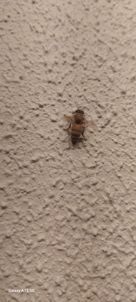 Western Honey Bee from 2, Kuwait on April 1, 2024 at 07:58 PM by ...
