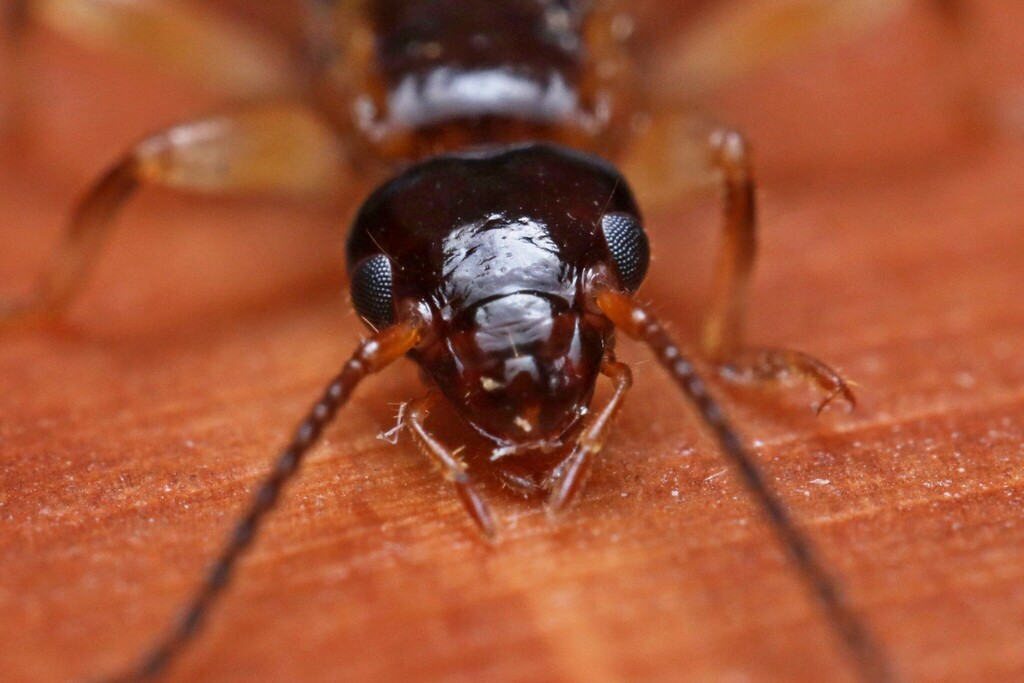 Ring-legged Earwig from Santiago, Región Metropolitana, Chile on March ...