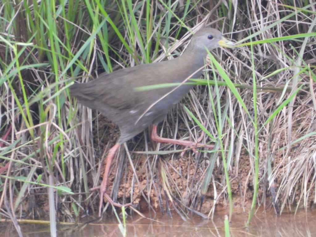 Brown Crake from 中国广西壮族自治区南宁市武鸣区 on March 30, 2024 at 07:59 AM by 鵯友 ...