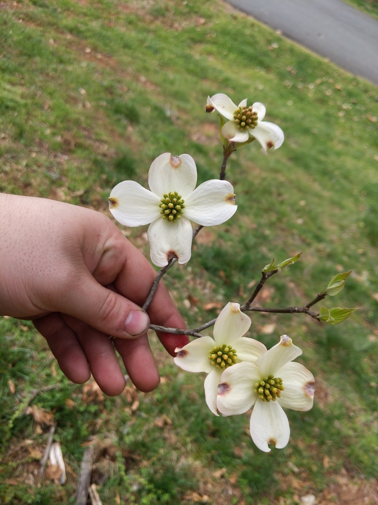 flowering dogwood from Clemmons, NC 27012, USA on April 1, 2024 at 01: ...