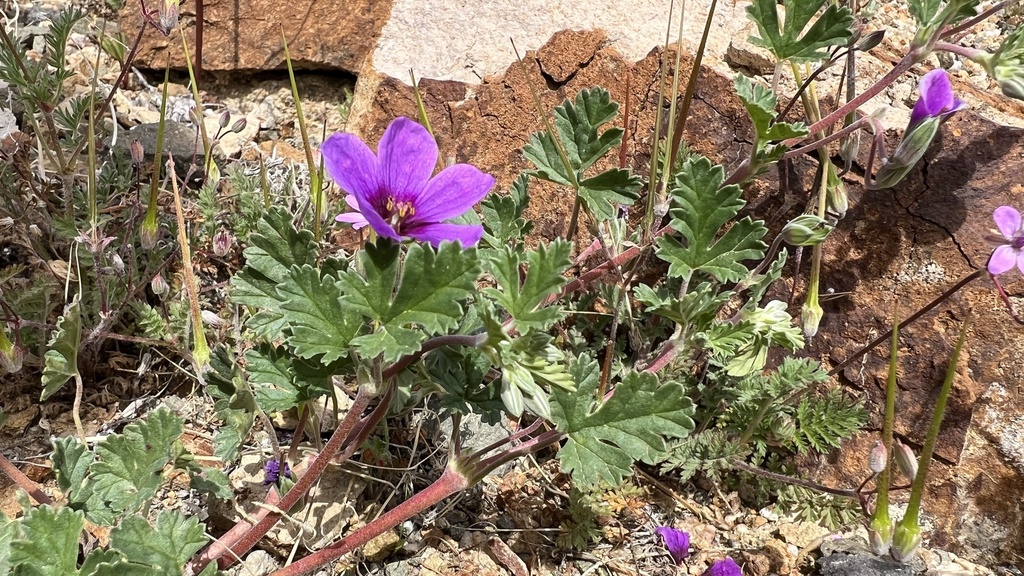 Texas stork's bill from Death Valley National Park, Trona, CA, US on ...