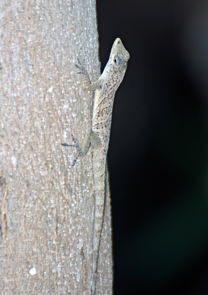 Bronze Anole from Lowlands, Trinidad and Tobago on March 28, 2024 by ...