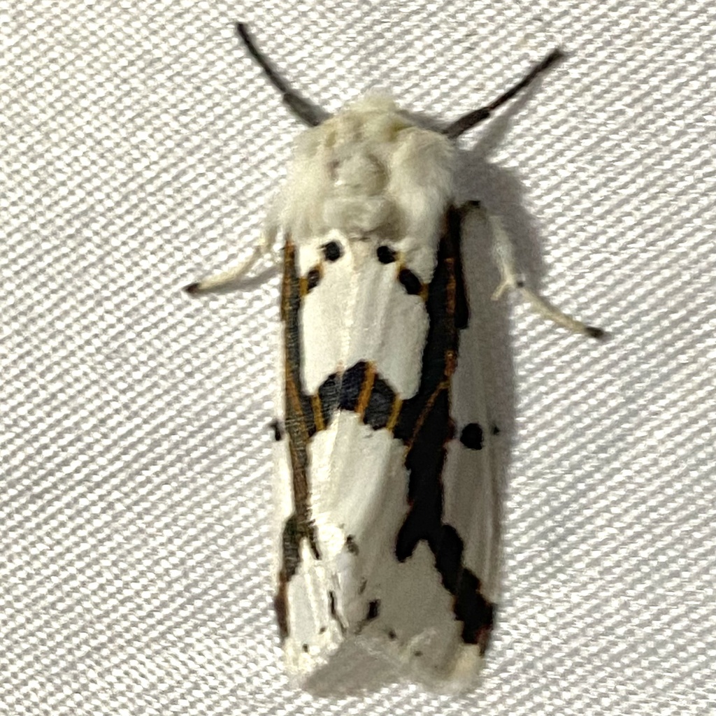 Red-tailed Specter Moth from Lewisville, TX, US on March 30, 2024 at 10 ...