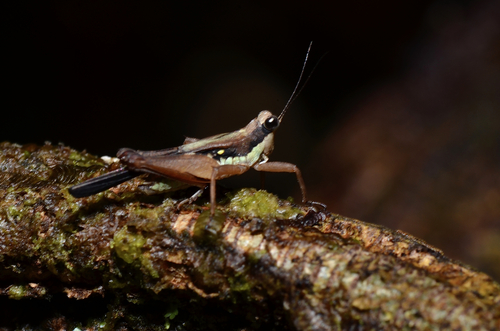 Scaria guyanensis · iNaturalist