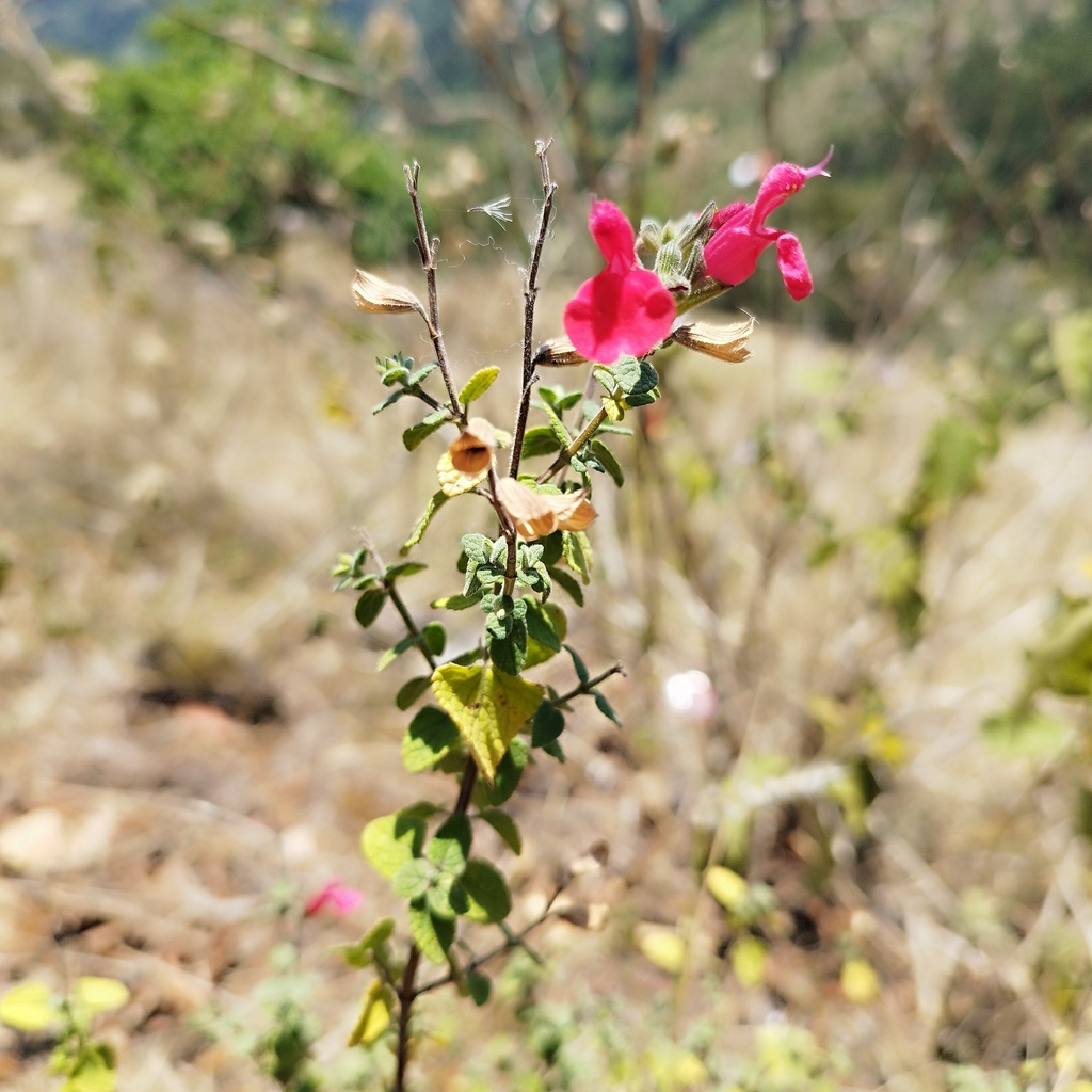 Baby Sage from Tlatlauquitepec, Pue., México on March 30, 2024 at 12:30 ...