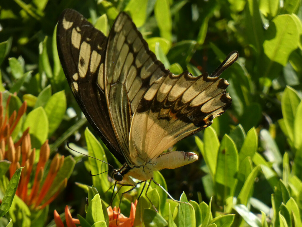 Thoas Swallowtail from Ensenada Lodge, Provincia de Puntarenas ...