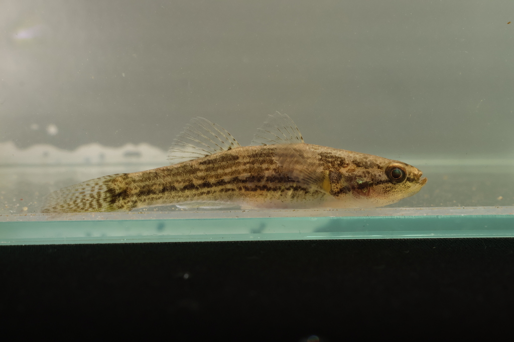 Striped gudgeon from Brisbane QLD, Australia on April 2, 2024 at 03:19 ...