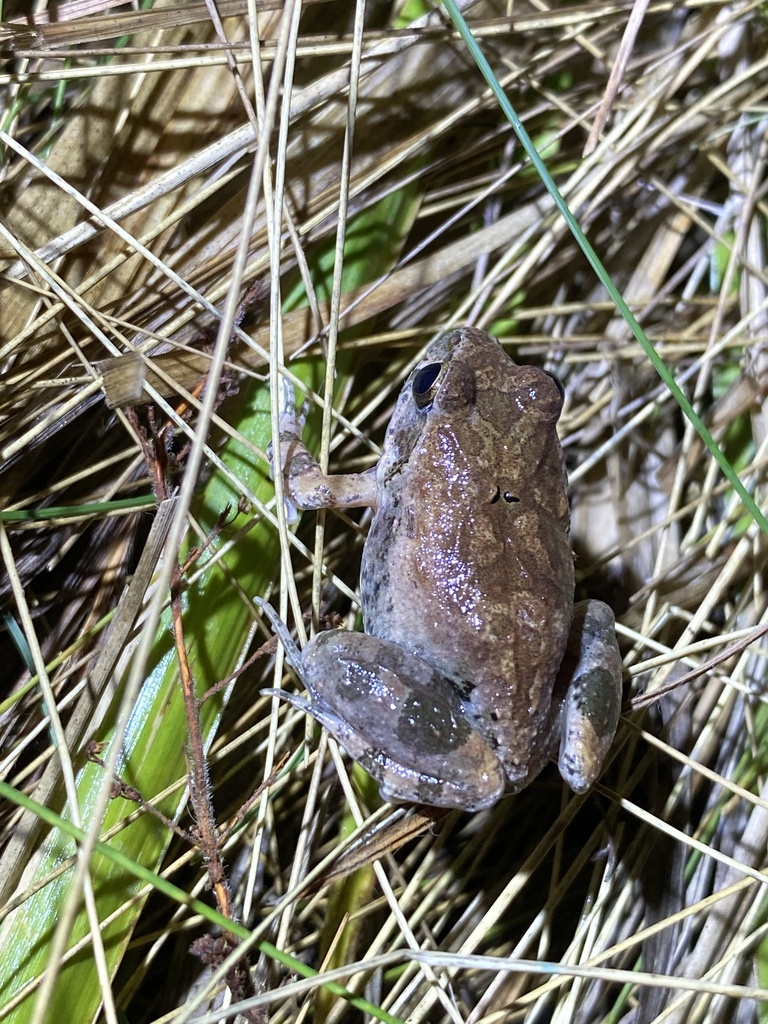 Natal sand frog from Ehlanzeni, ZA-MP, ZA on March 29, 2024 at 07:27 PM ...