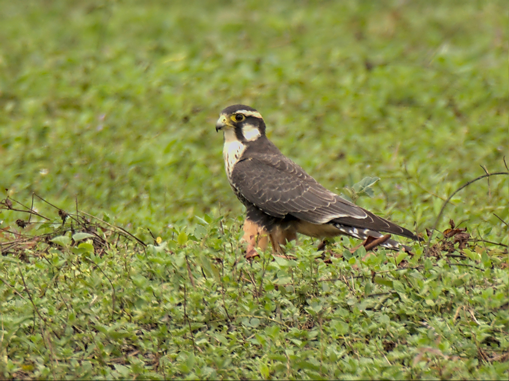 Aplomado Falcon from Concepción, Concepción, Paraguay on March 5, 2024 ...