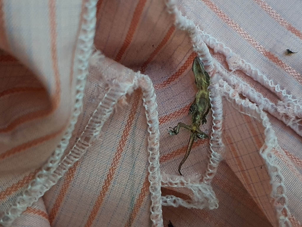 Geckos in April 2024 by nmnmnm. dead. egg shells · iNaturalist