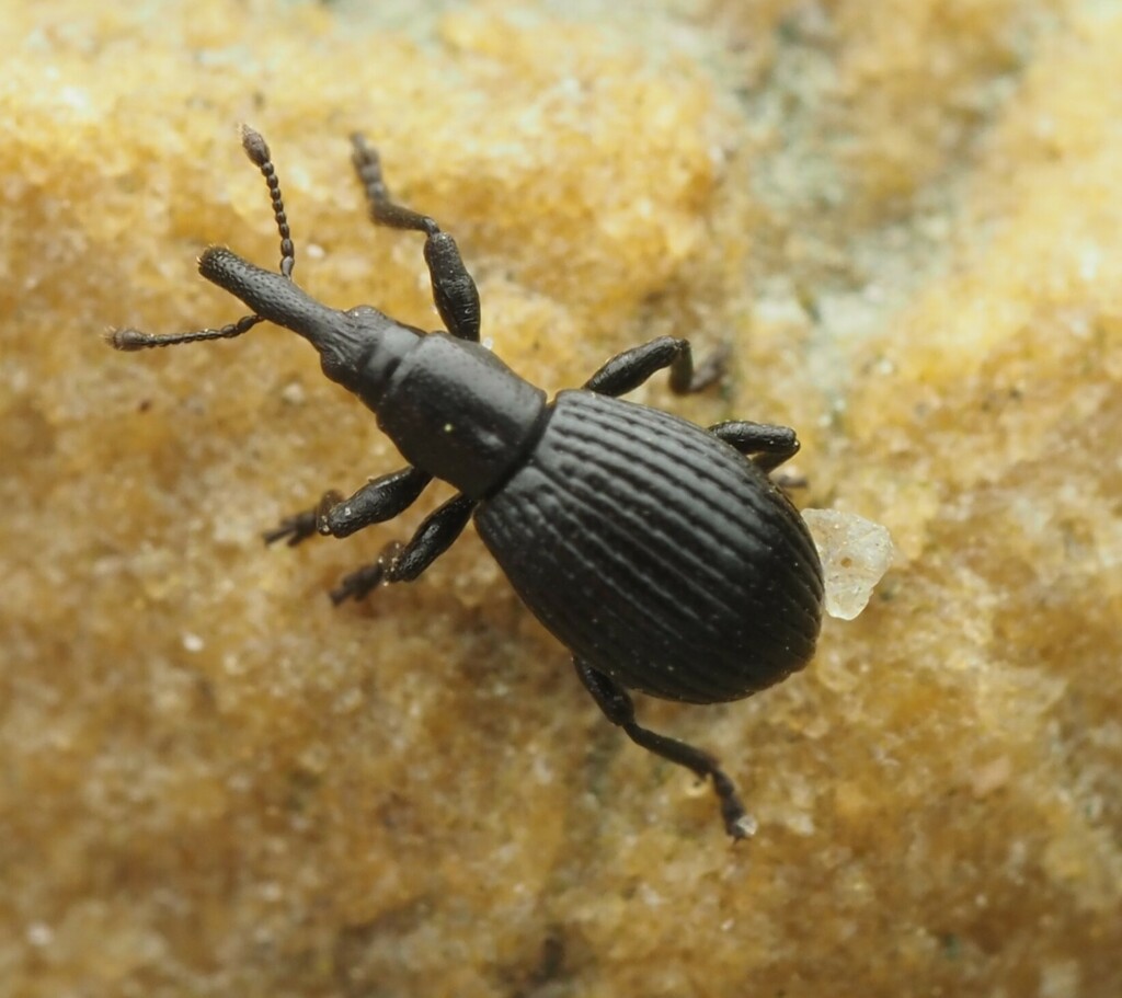 Synapion ebeninum from Gdańsk, Poland on April 1, 2024 at 01:27 PM by ...