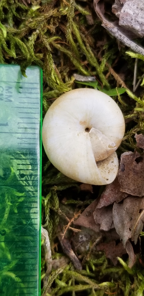 Button Snails from Estill County, US-KY, US on April 1, 2024 at 11:31 ...