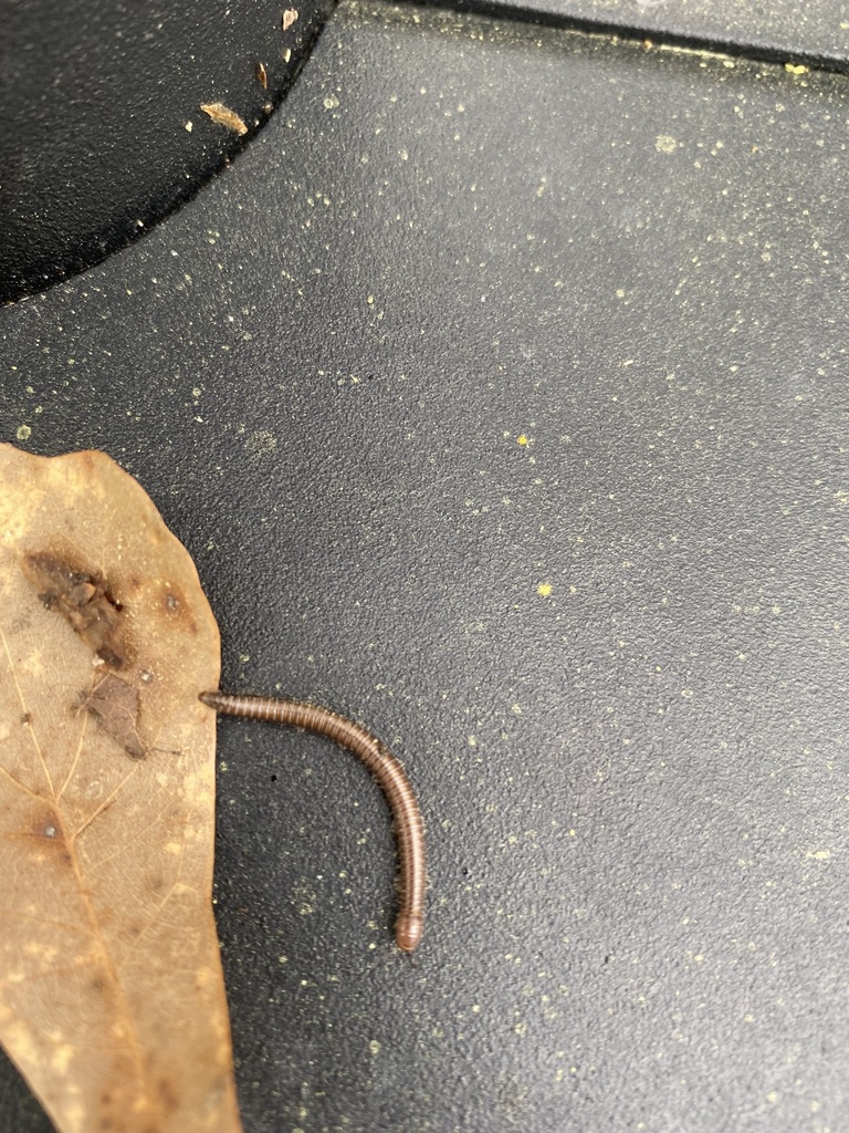 Parajulid Millipedes from Friendship Forest Wildlife Sanctuary ...