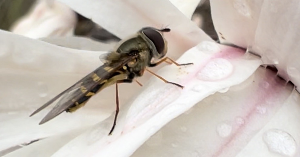 Common Flower Flies from Dawnredwood Rd, Wooster, OH, US on April 1 ...