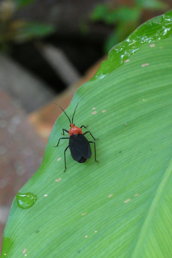 Millipede Assassin Bugs from Chuncho lodge, Tambopata, Peru on December ...