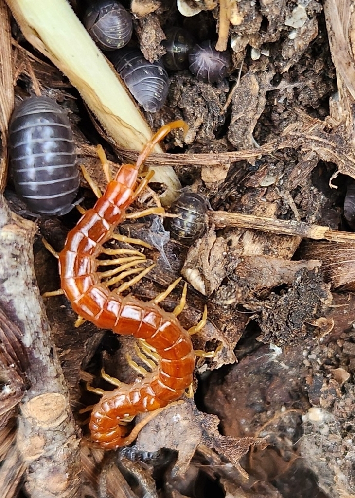 Scolopocryptops rubiginosus from Moorhead, IA 51558, USA on April 01 ...