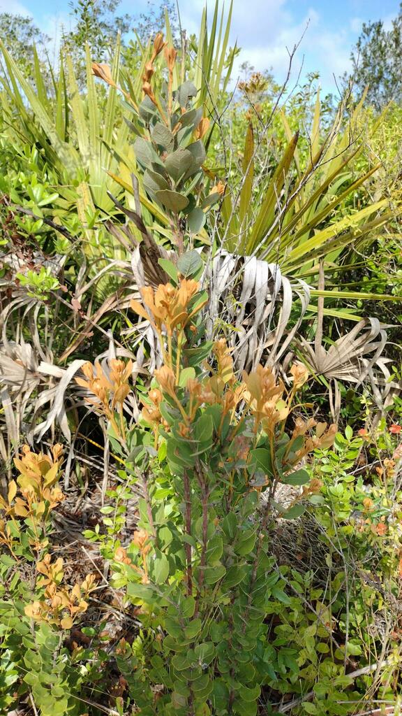 coastal plain staggerbush from Tiger Creek Preserve, Polk County FL on ...
