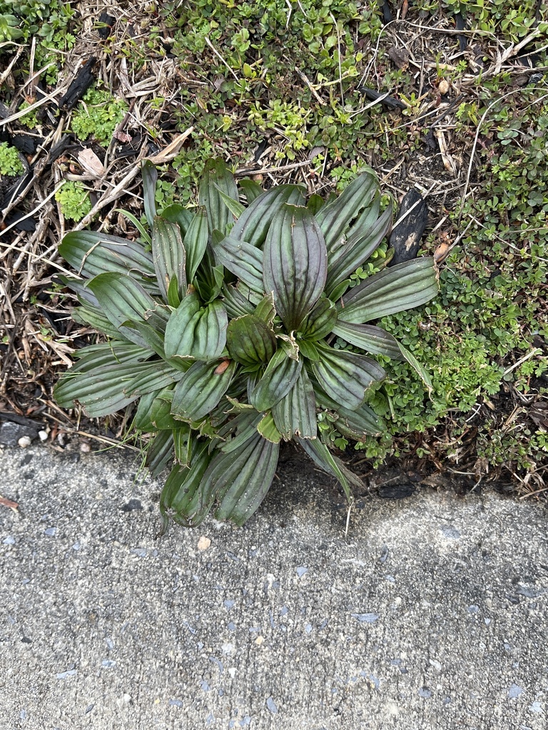 ribwort plantain from Bay Ave, Somers Point, NJ, US on April 1, 2024 at ...