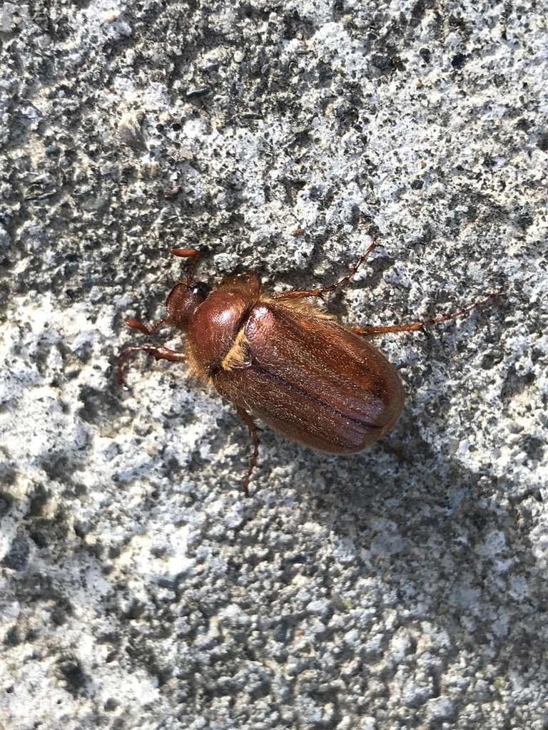 Holochelus aequinoctialis from Parku i Madh i Liqenit Tiranë, Tirana ...