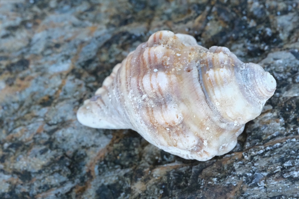 Spengler's Trumpet Snail from Mystery Bay NSW 2546, Australia on March ...